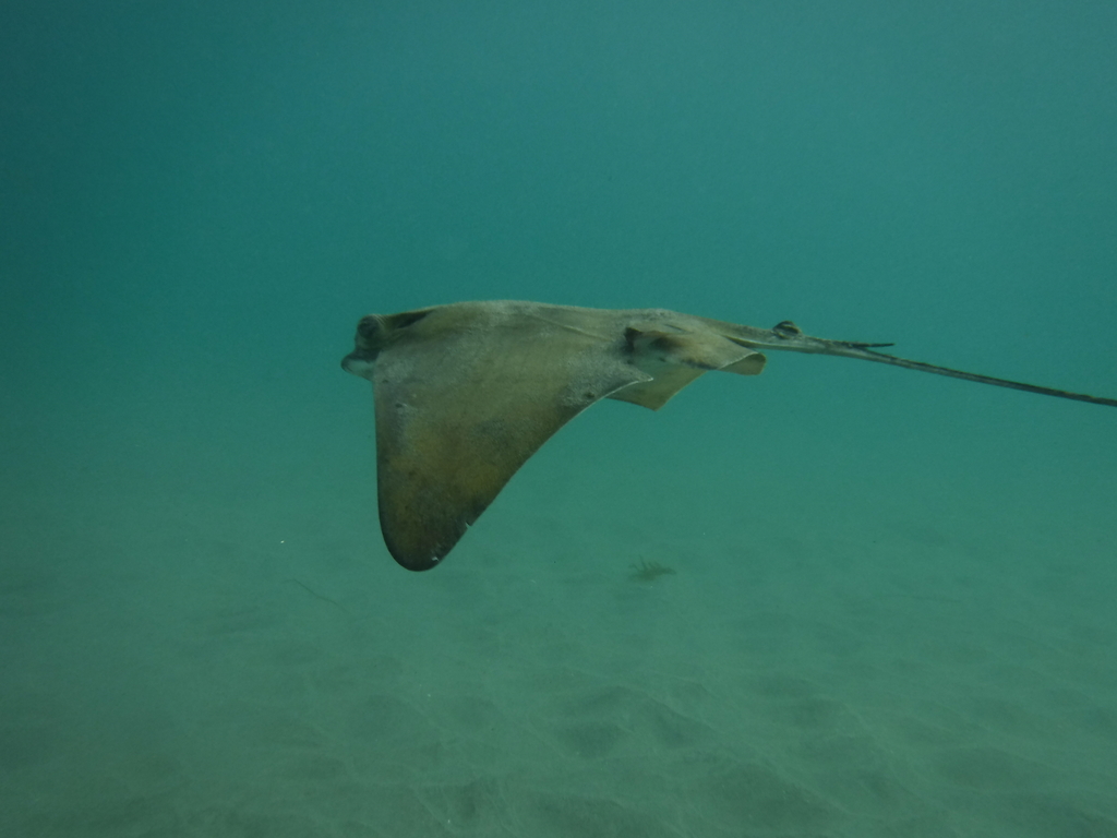 Bat Ray from San Diego County, CA, USA on October 25, 2020 at 02:02 PM ...