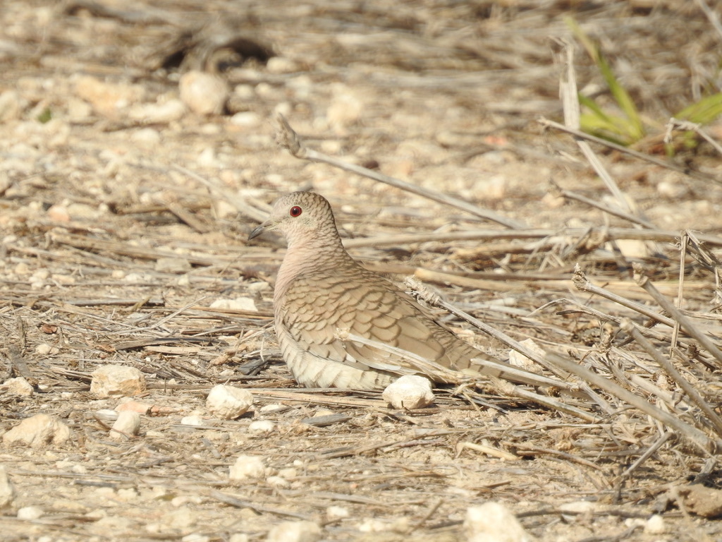 Inca Dove from Hidalgo County, TX, USA on December 28, 2021 at 01:03 PM ...