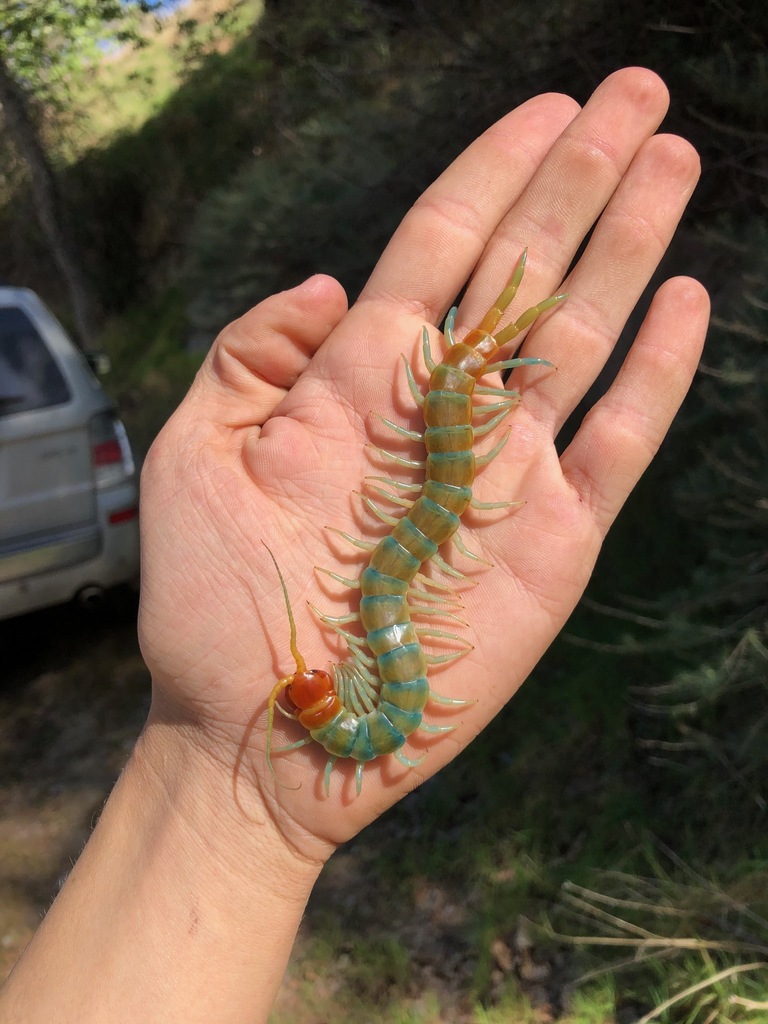 Giant Centipedes in March 2020 by Wyatt Mendez. male in first image ...