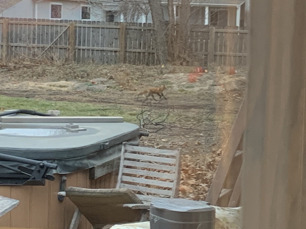 Red Fox from W 83rd St, Lenexa, KS, US on December 29, 2021 at 04:09 PM ...