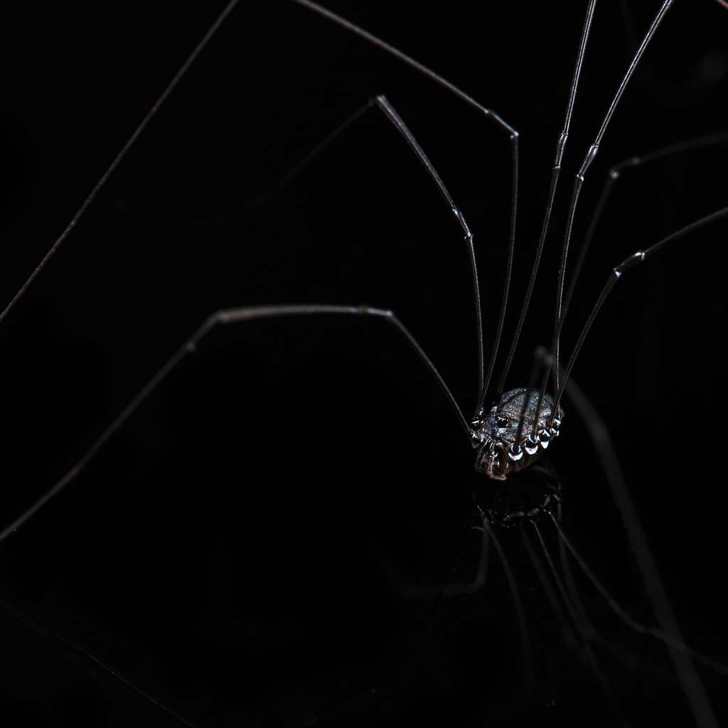 Leiobunum silum in July 2020 by Wyatt Mendez. high elevation pine ...