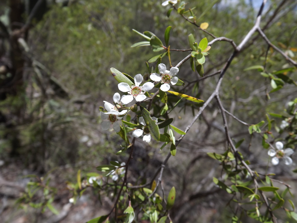 Tantoon from Highgrove QLD 4352, Australia on December 14, 2013 at 11: ...