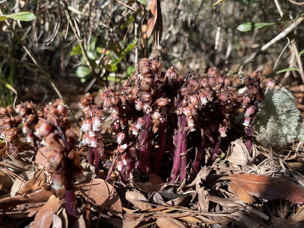 Florida Pygmy Pipes in December 2021 by Brandon Corder · iNaturalist