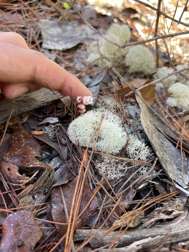 Florida Pygmy Pipes in December 2021 by Brandon Corder. second sub ...