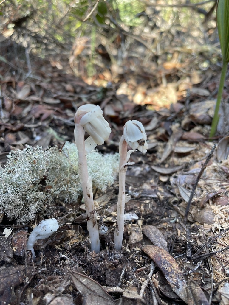 Southern Ghost Pipe in December 2021 by Brandon Corder. growing under ...