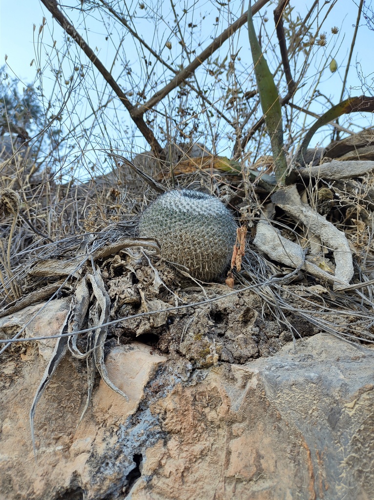 old woman cactus in December 2021 by Aure G · iNaturalist