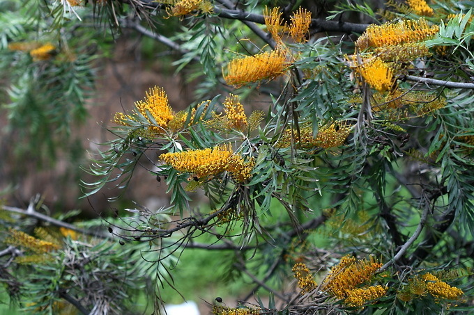 Australian silver oak (Dominguez Rancho Adobe Museum) · iNaturalist