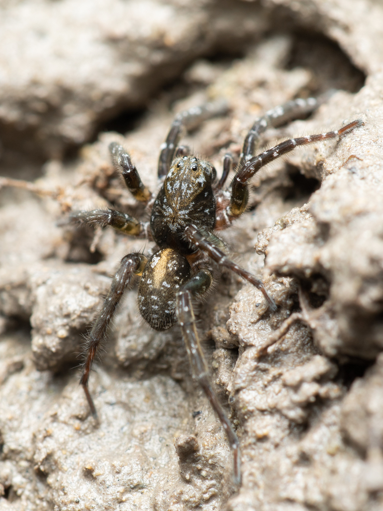 Bear Spiders from Lantau Island, Hong Kong on July 25, 2021 at 09:35 PM ...