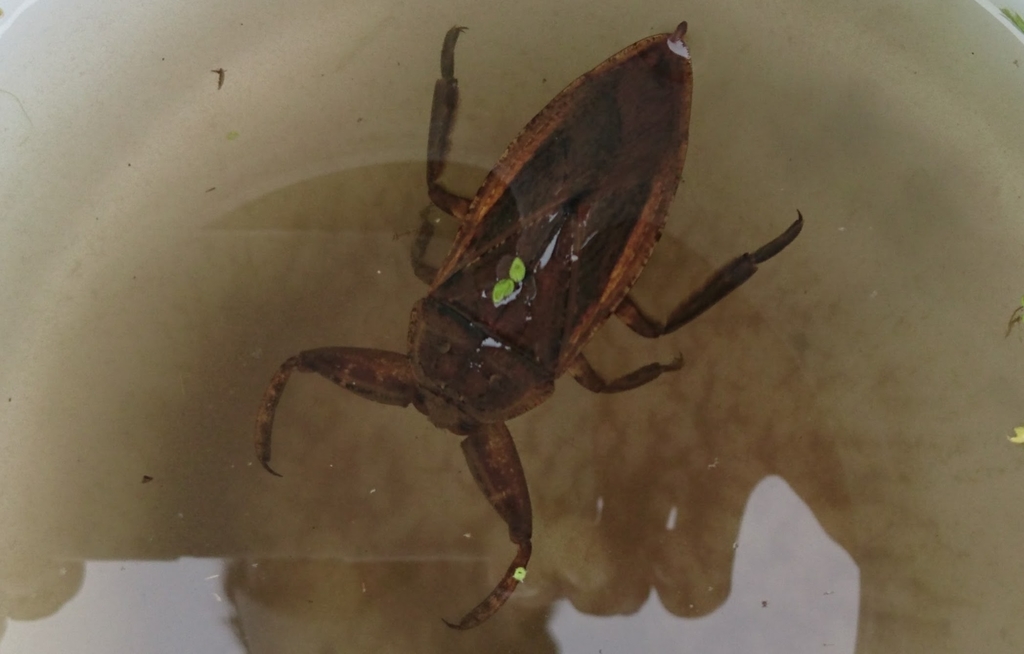 Oriental Giant Water Bug in August 2017 by Kosuke Onoda 小野田 幸介 ...