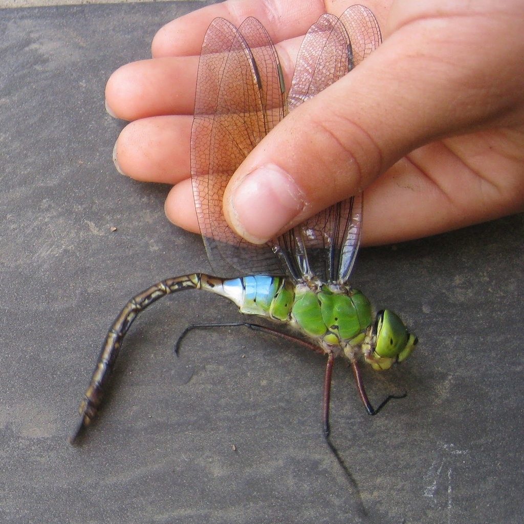 Anax julius from 一之宮公園 on September 13, 2009 by Kosuke Onoda · iNaturalist
