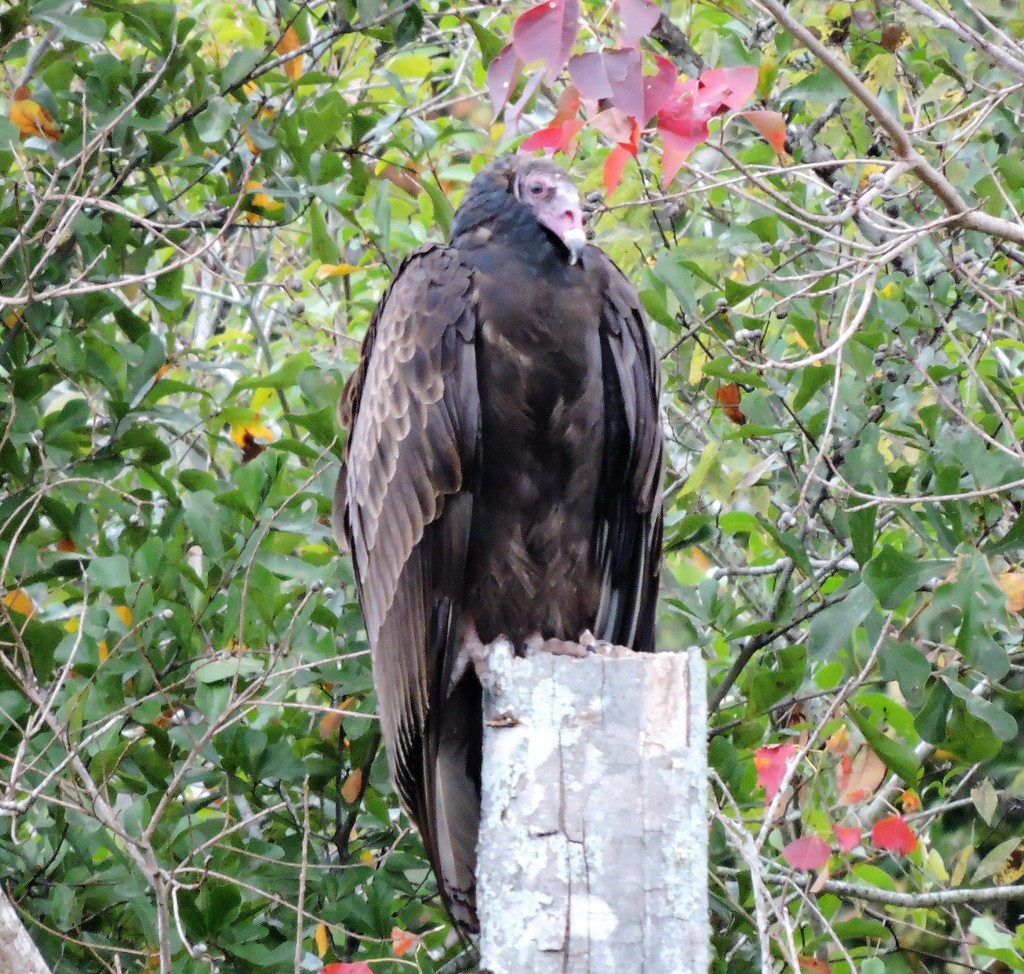 Turkey Vulture from Shadow Creek Ranch, Pearland, TX, USA on November ...