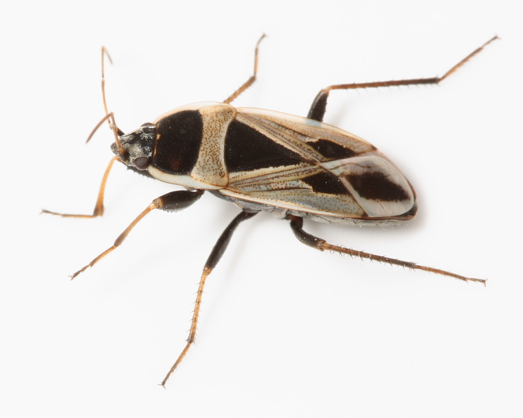 Xanthochilus saturnius (Madeira True Bugs) · iNaturalist