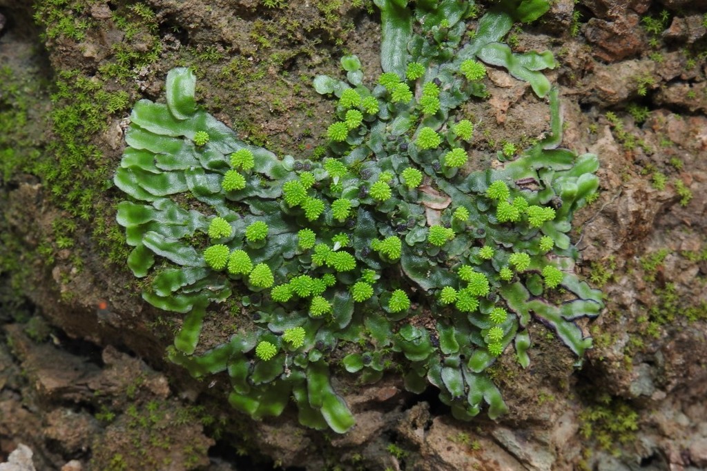 Asterella echinella from Silca, Olancho, Honduras on December 24, 2021 ...