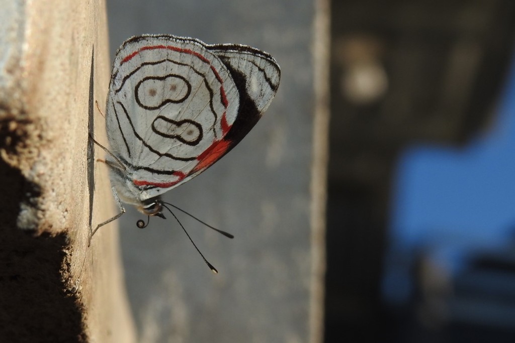 Navy Eighty-eight from Silca, Olancho, Honduras on December 23, 2021 at ...