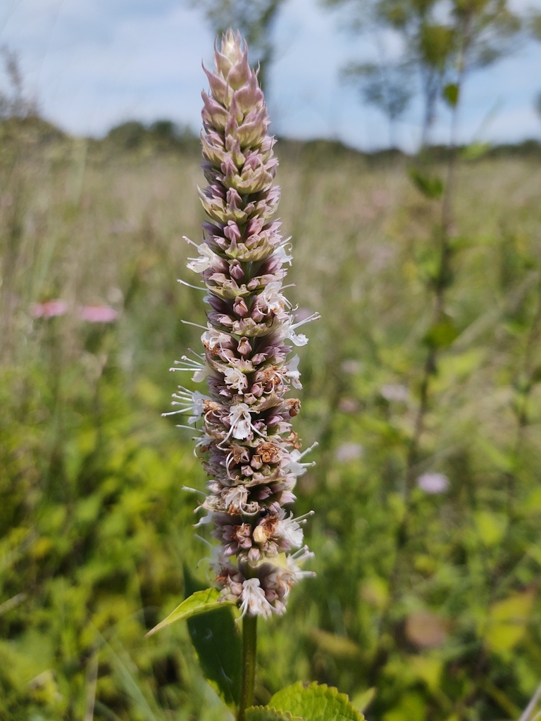 purple giant hyssop from Holiday Hills, IL 60050, USA on July 25, 2020 ...