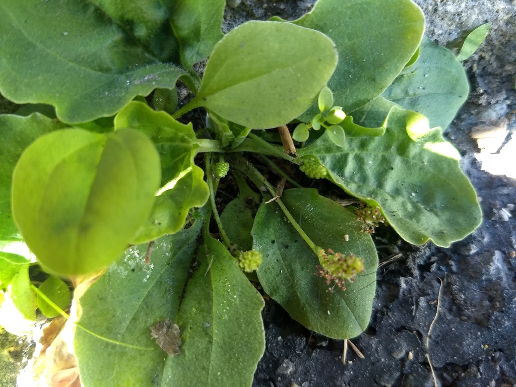 greater plantain from Los Angeles, CA 91324, USA on November 10, 2021 ...