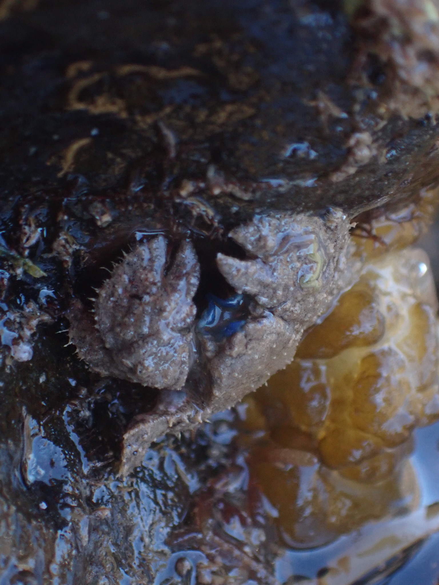 Lomis hirta (Lamarck, 1818)