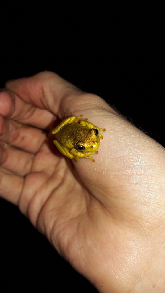 Boettger's Colombian Tree Frog from Guambia, Silvia, Cauca, Colombia on ...
