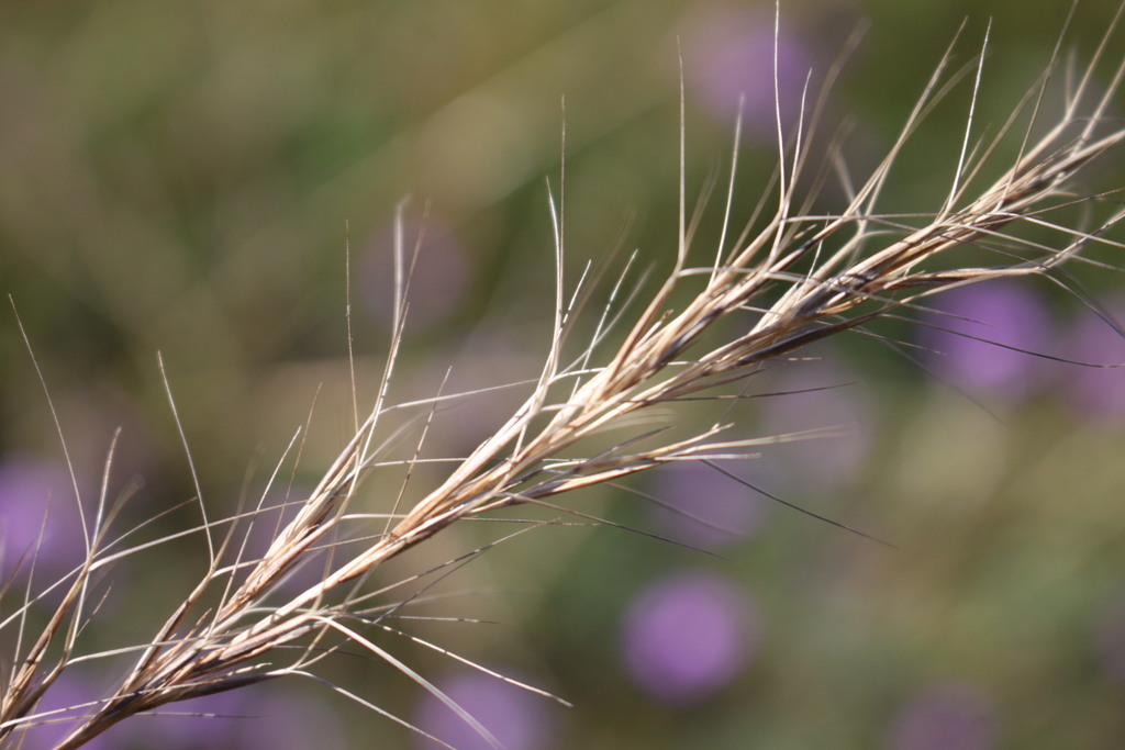 Aristida calycina (Plants of Central Queensland) · iNaturalist
