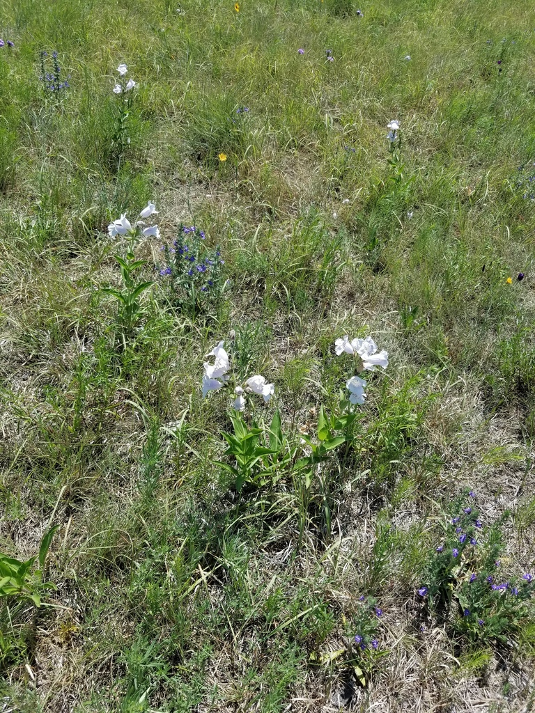 cobaea beardtongue from Benbrook, TX, USA on April 29, 2018 at 02:31 PM ...