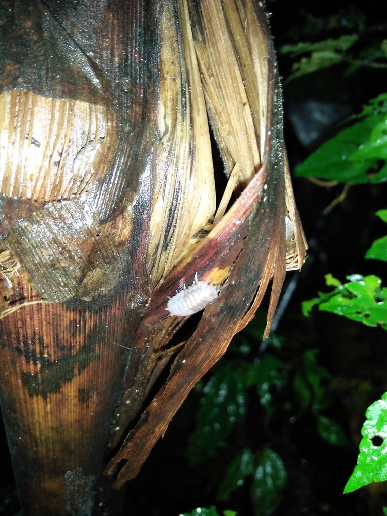 Woodlice, Pillbugs, and Rock Slaters from Ciamis Regency, West Java ...