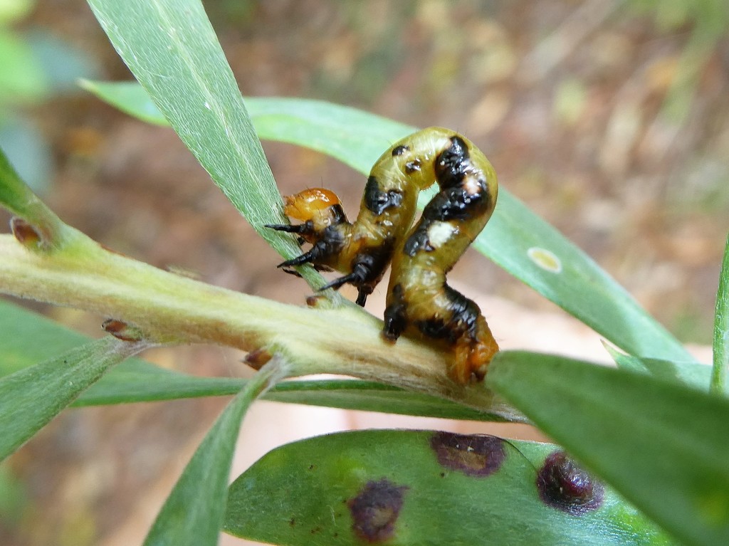 Ennominae from Landsborough QLD 4550, Australia on December 30, 2021 at ...