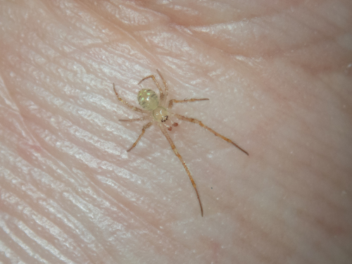 Chrysso bimaculata · iNaturalist