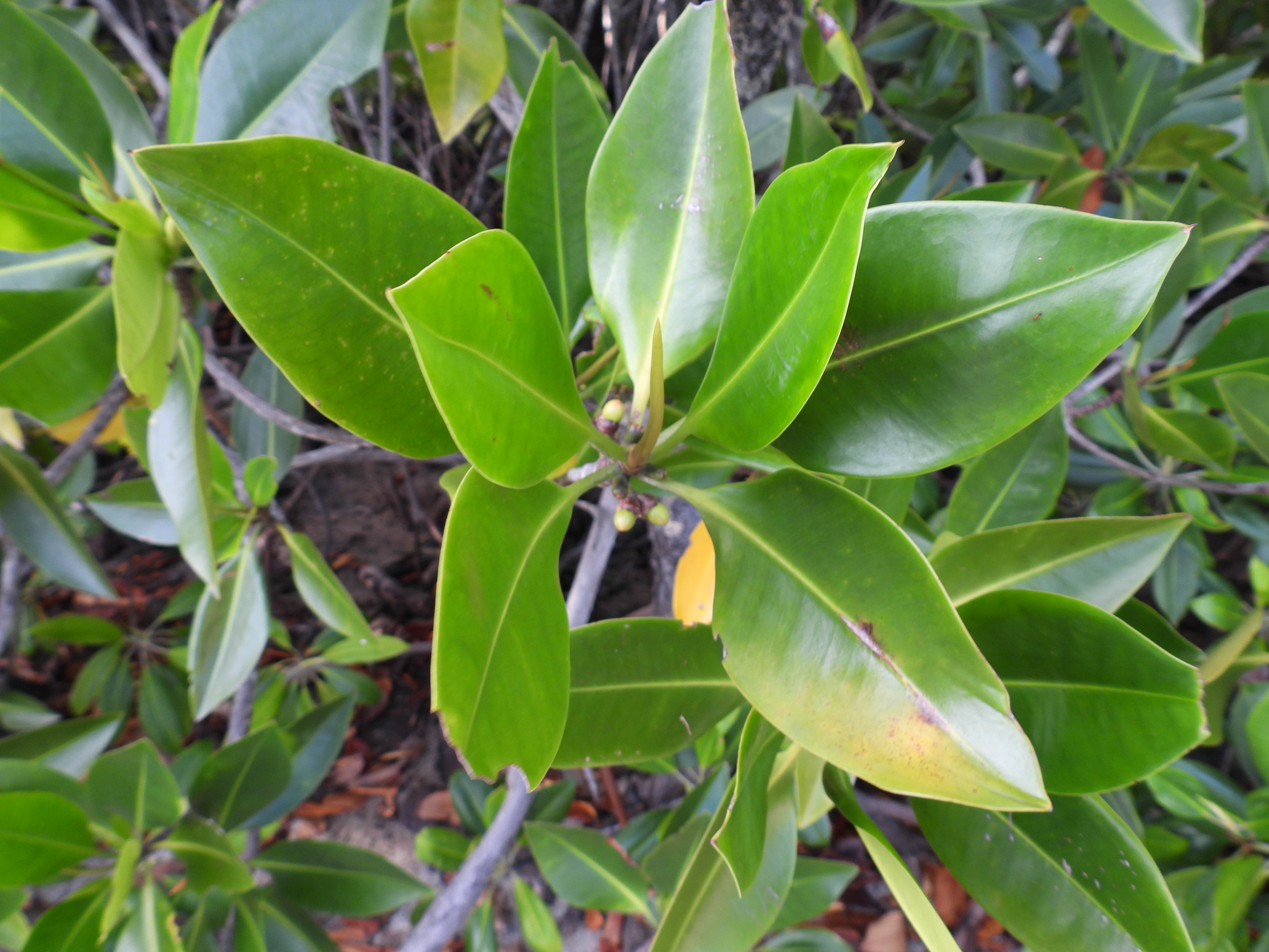 Rhizophora apiculata Blume
