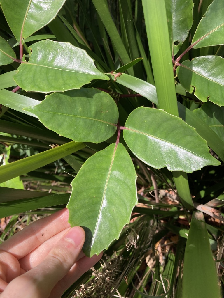 Native Grape from Port Macquarie-Hastings - Pt B, New South Wales ...