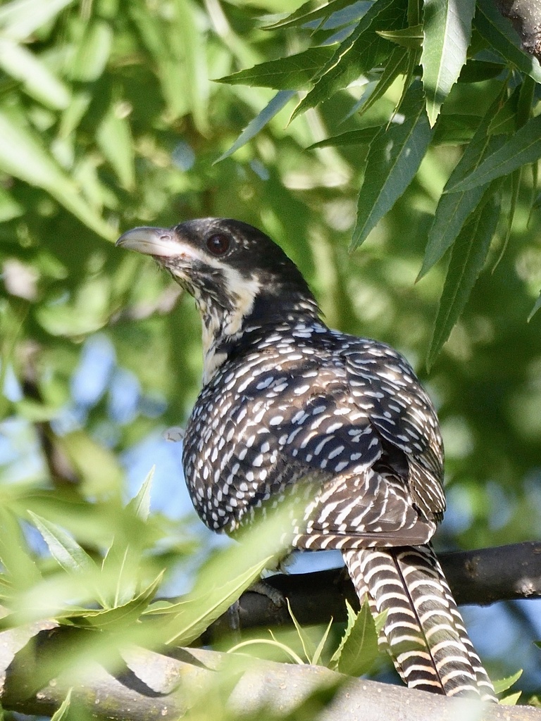 Pacific Koel from Canberra Central, ACT, Australia on December 30, 2021 ...