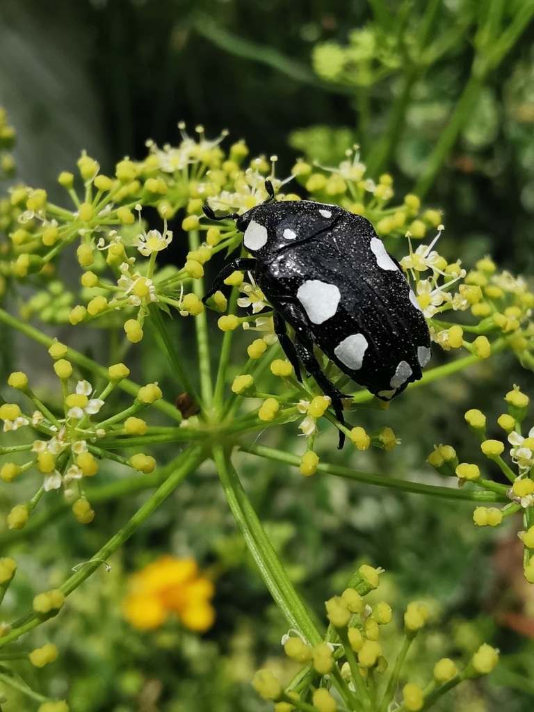 White-spotted Fruit Chafer from Greyton, 7233, South Africa on December ...