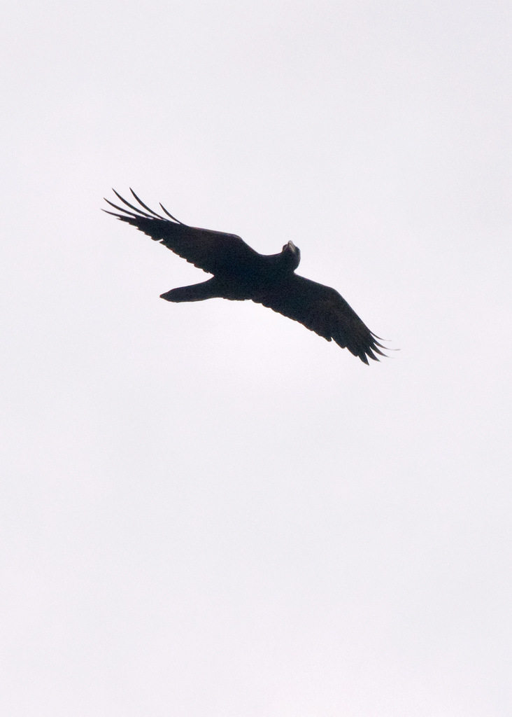 Common Raven from Canton, OH, USA on December 24, 2021 at 11:37 AM by ...