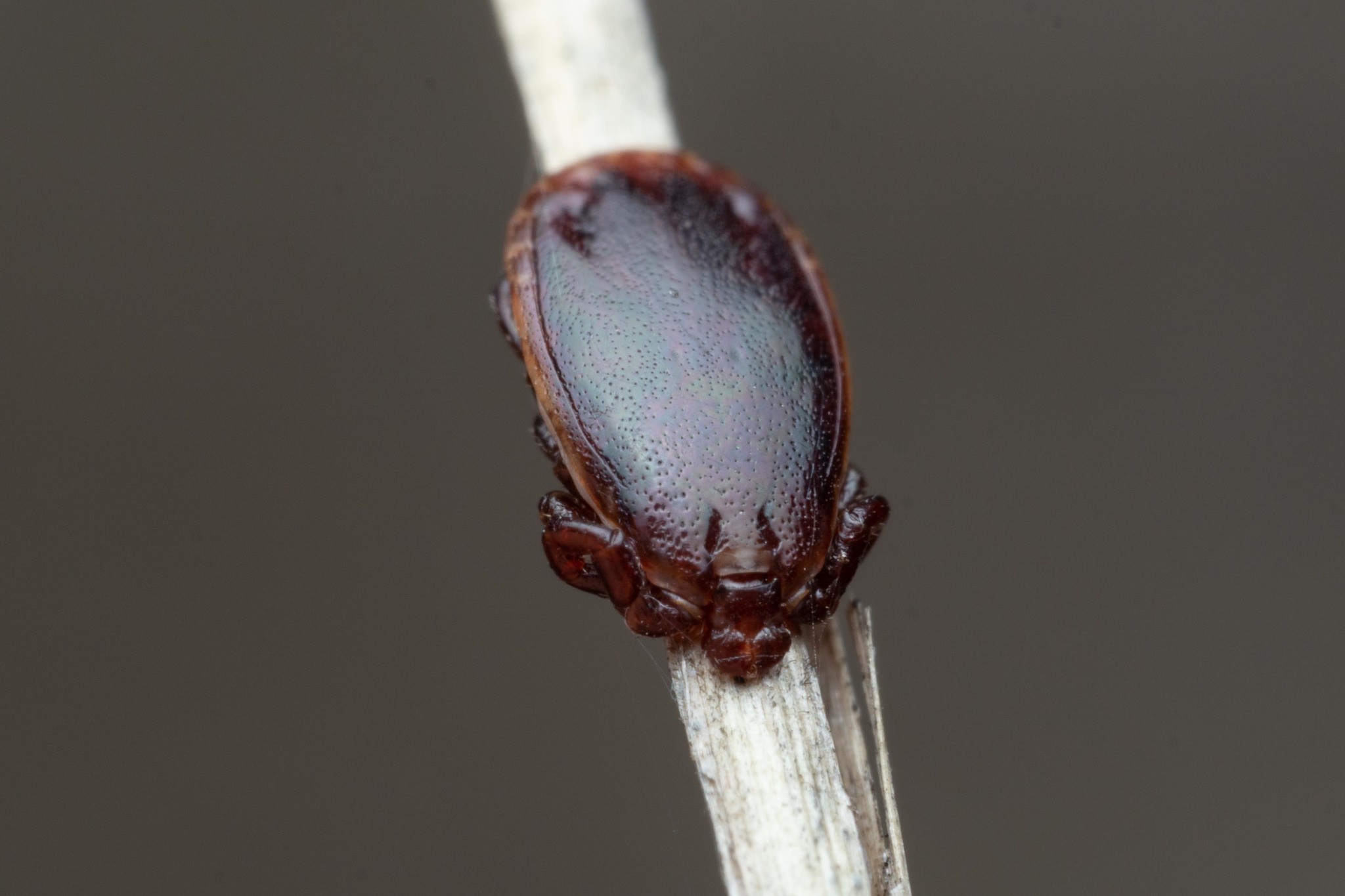 Haemaphysalis punctata Canestrini & Fanzago, 1878