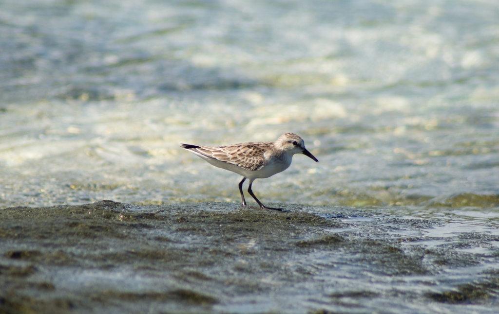 Red-necked Stint from Pinatang Park, Rota, CNMI on November 5, 2021 at ...