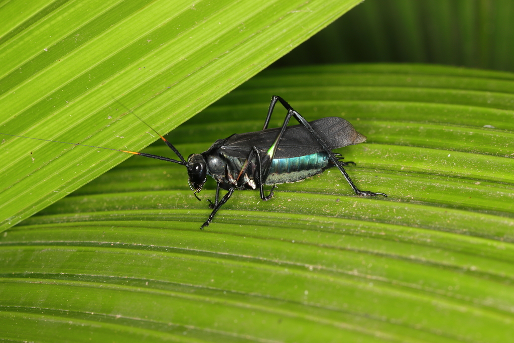Scaphura nigra from Parque do Estado, São Paulo - SP, Brasil on ...