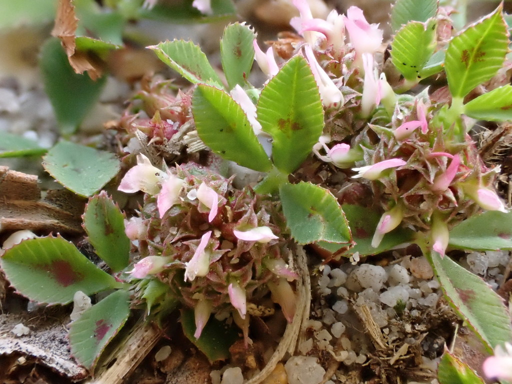 Clustered clover from Hermanus, 7200, South Africa on October 28, 2021 ...