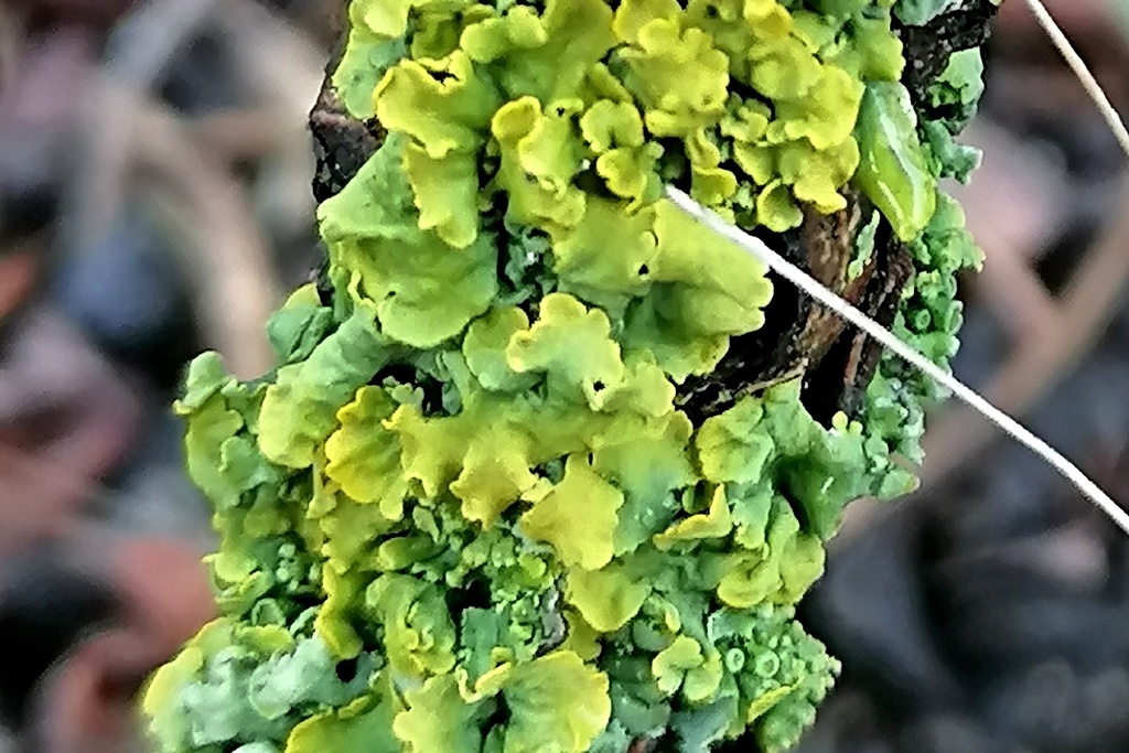 Common Sunburst Lichen from 293 01 Mladá Boleslav, Česko on December 30 ...
