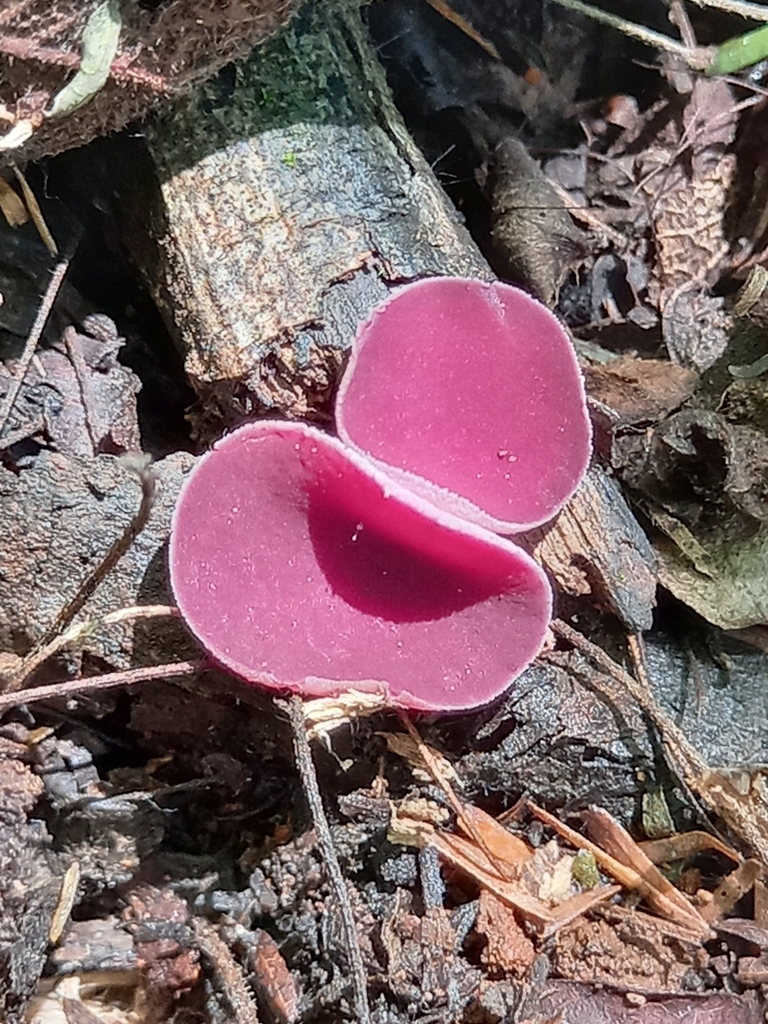 Phillipsia from Umjindi, South Africa on December 30, 2021 at 10:40 AM ...