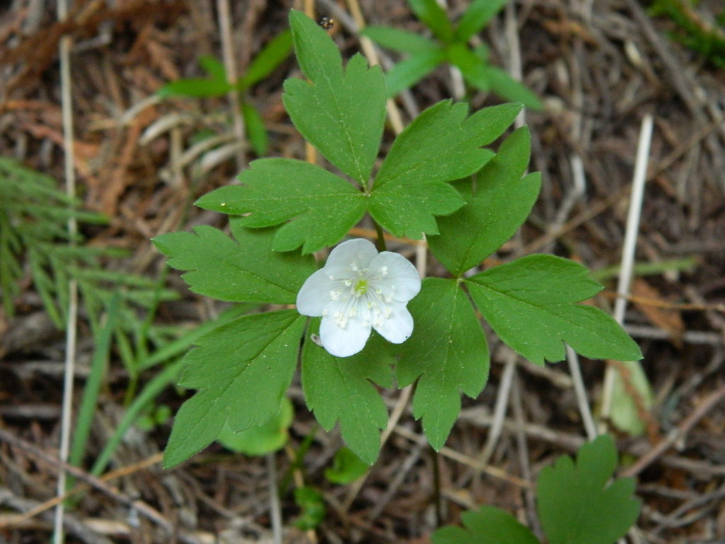 Piper's Anemone (Anemonoides piperi) - Botanical Realm
