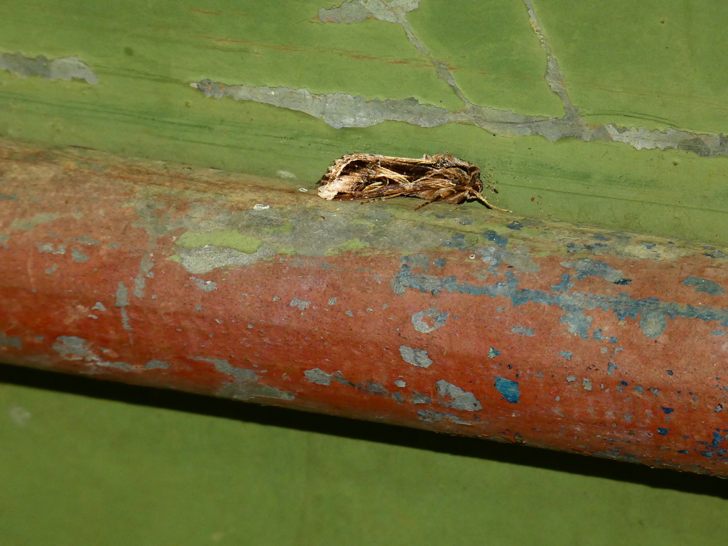 Sweet Potato Armyworm Moth from Mon Desir, Trinidad and Tobago on ...
