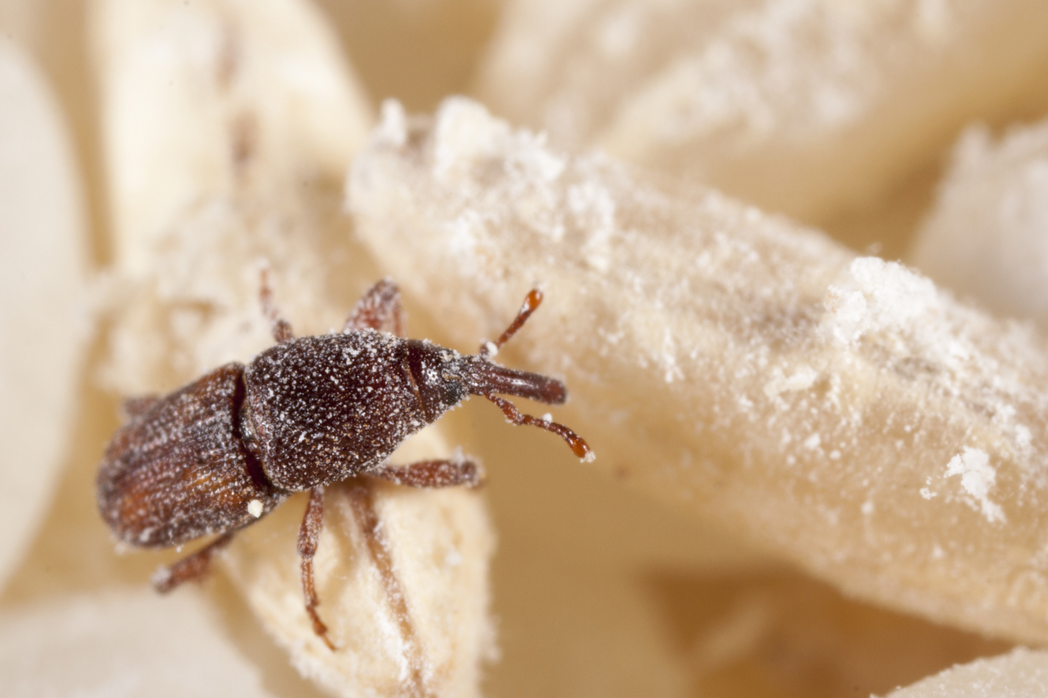 Rice Weevil Sitophilus oryzae iNaturalist