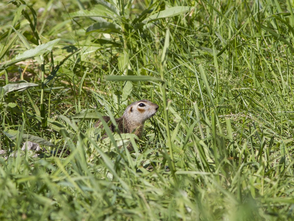 Red-cheeked Ground Squirrel from Кемерово, Кемеровская обл., Россия on ...