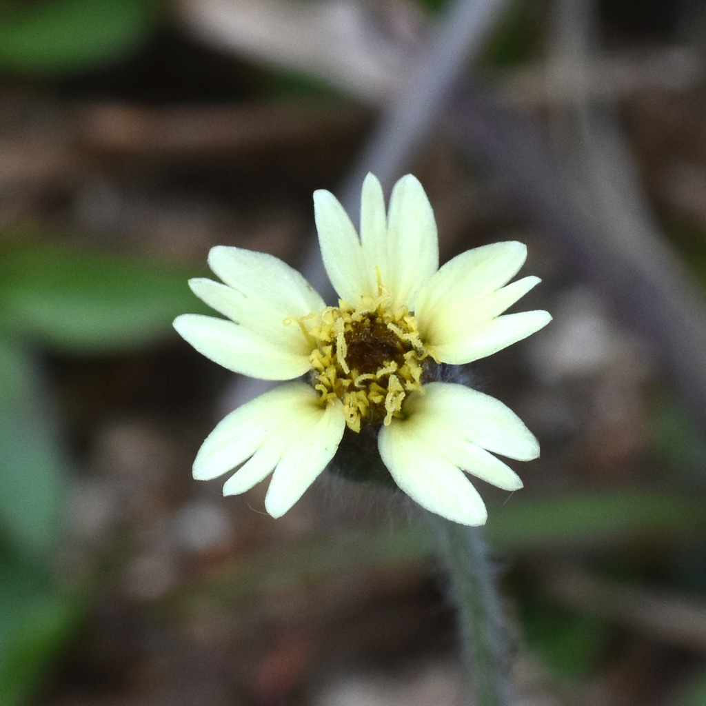 Tridax daisy from Futian District, Shenzhen, Guangdong Province, China ...