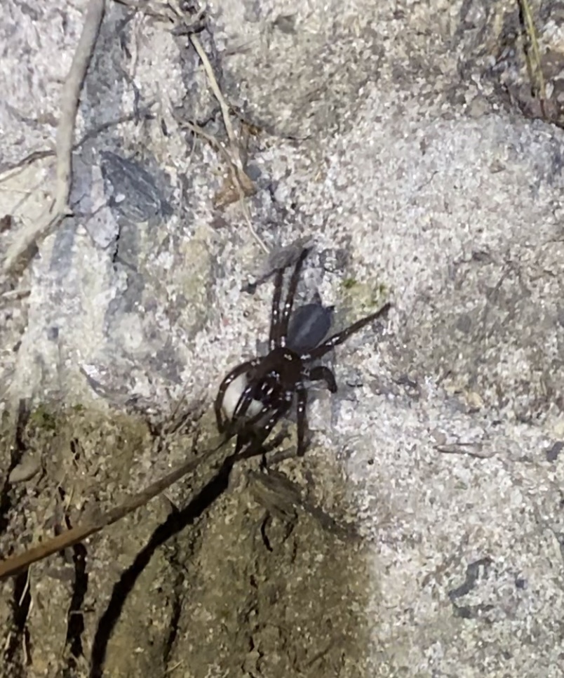 Atrax robustus O.Pickard-Cambridge, 1877