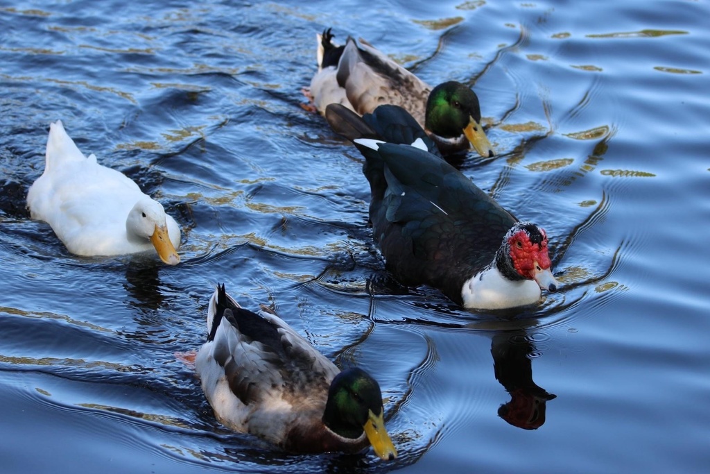 Domestic Mallard from Wildwood Dr, Saint Augustine, FL, US on December ...