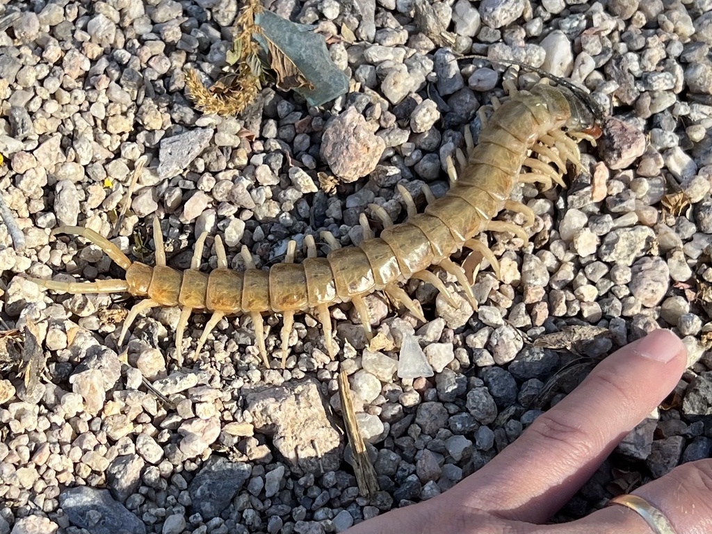 Scolopendra aztecorum from La Paz, BCS, MX on December 28, 2021 at 10: ...