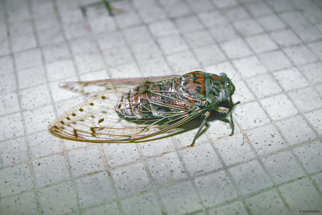 Empress Cicada from Bukit Fraser, Pahang, Malaysia on August 1, 1994 at ...