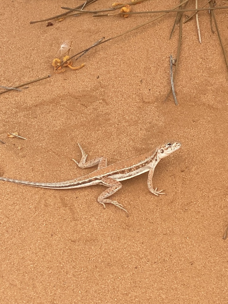 Ghost Sand Dragon from Yumbarra Conservation Park, Yumbarra, SA, AU on ...