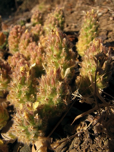 Teucrium compactum · iNaturalist