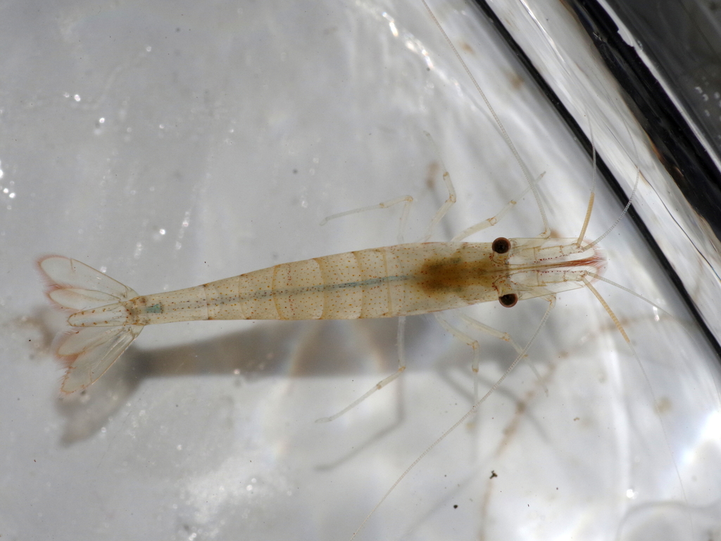 Freshwater Shrimp from Everton conservancy along the Molweni River ...